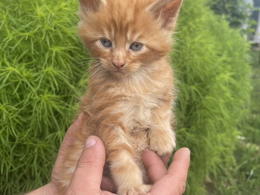 Котята мейн-кун
