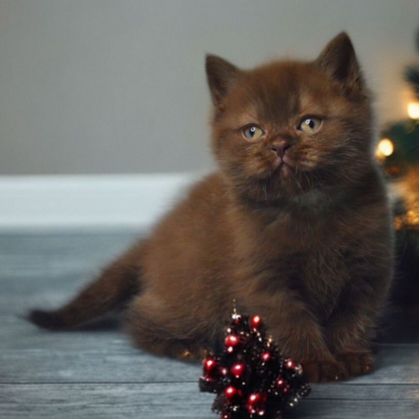 Британские котята