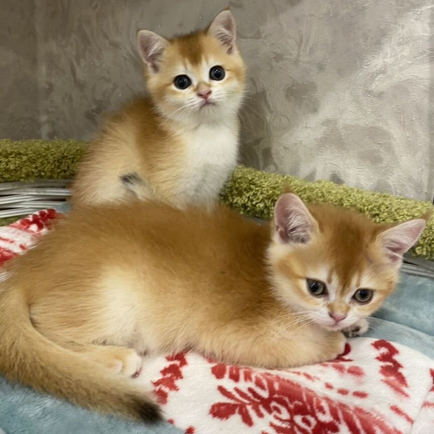 Шотландские золотые шиншиллы котята