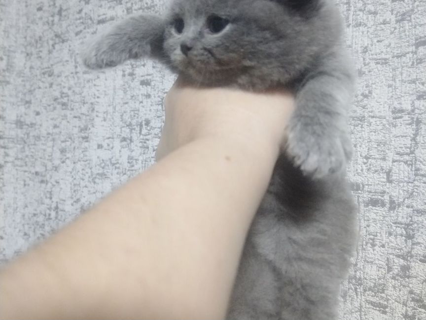 Шотландская