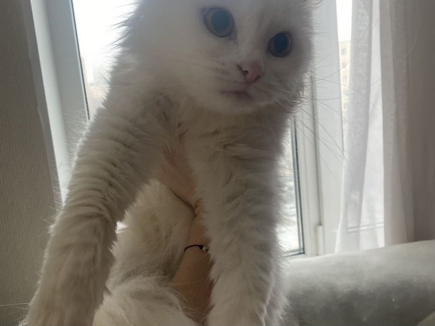 Кошка турецкая ангора