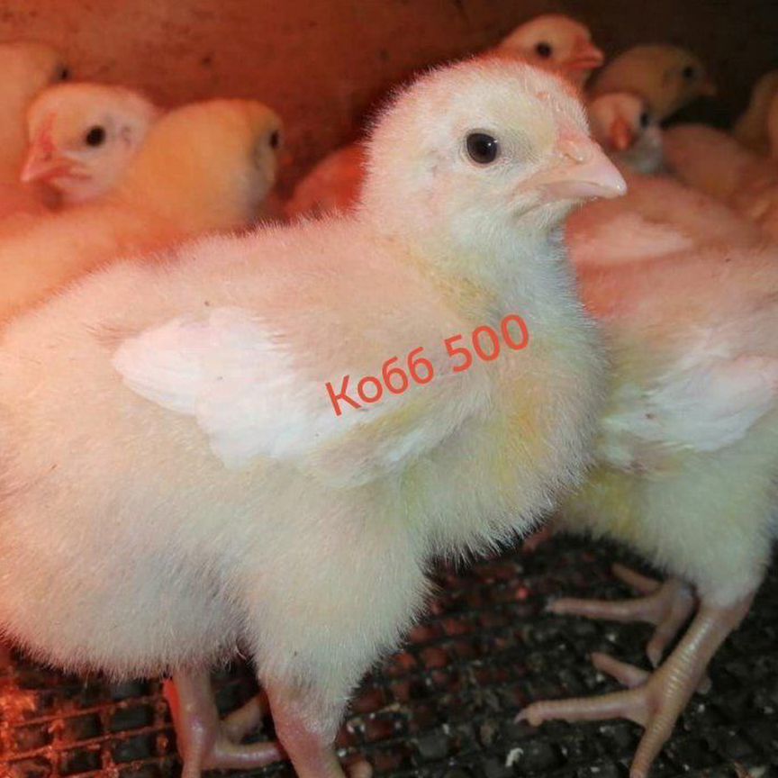 Цыплята бройлеры, утята