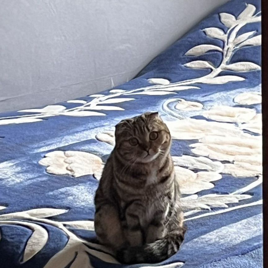 Шотландская вислоухая короткошёрстная, взрослая кошка