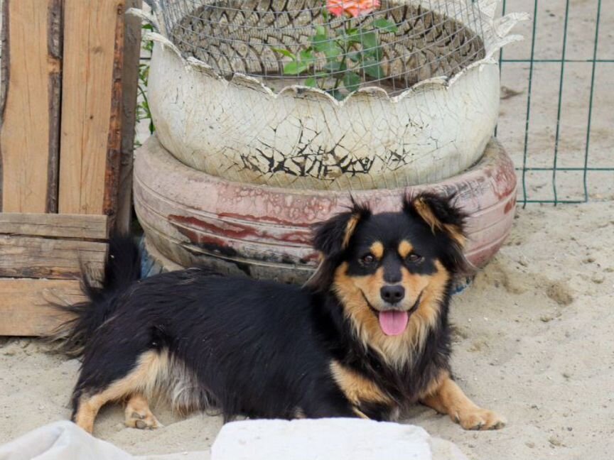 Ищем хозяина для Марсика