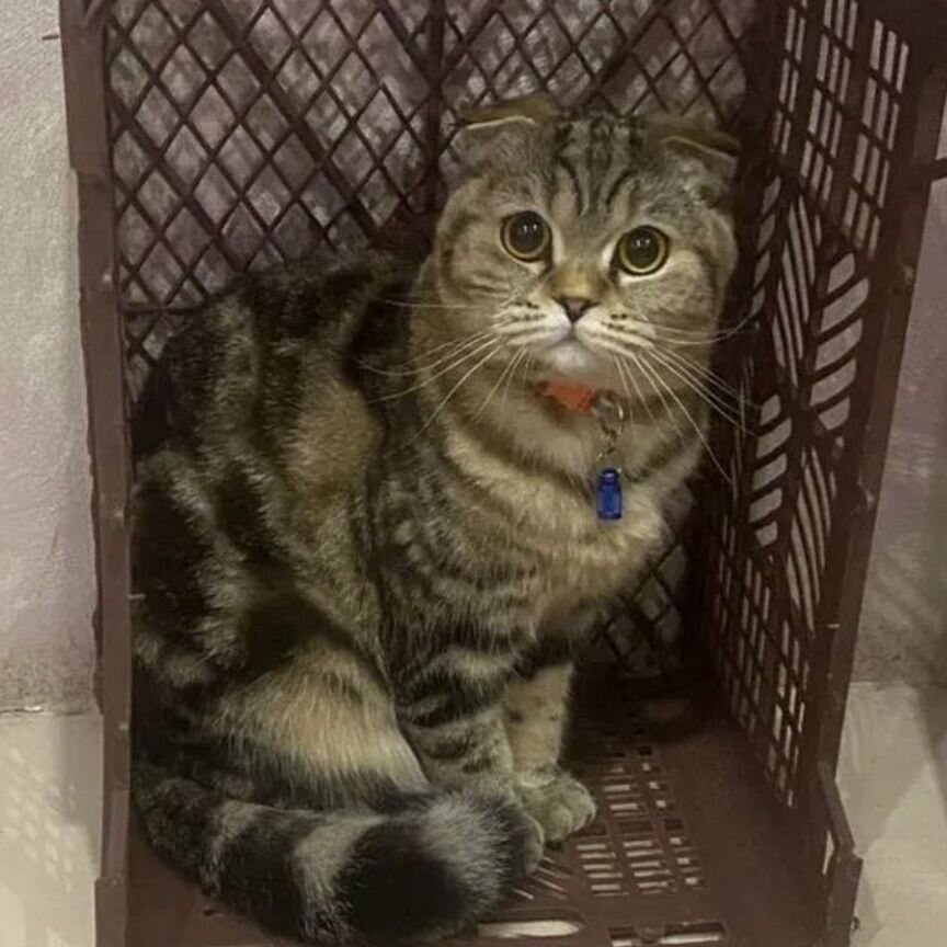 Шотландская кошка