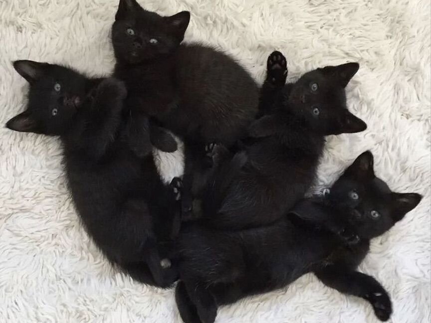 Черные котятки / Домашние пантеры