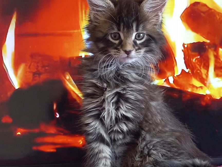 Продажа котят мейн-кун из питомника