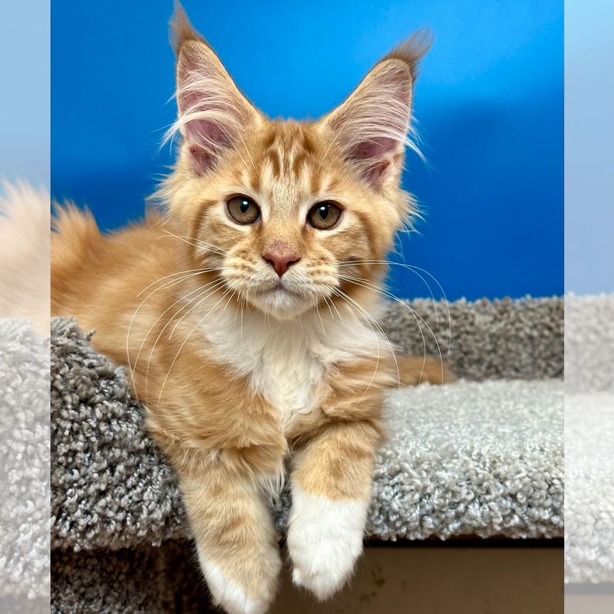 Мейн-кун котёнок