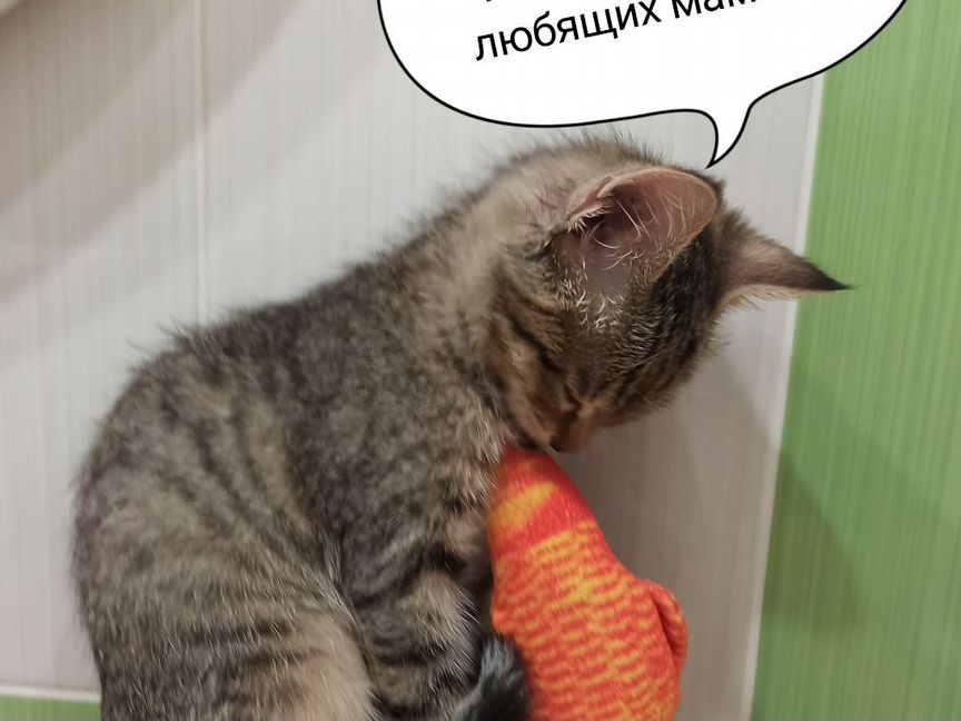 Котёнок Иckopka с завода нуждается в доме