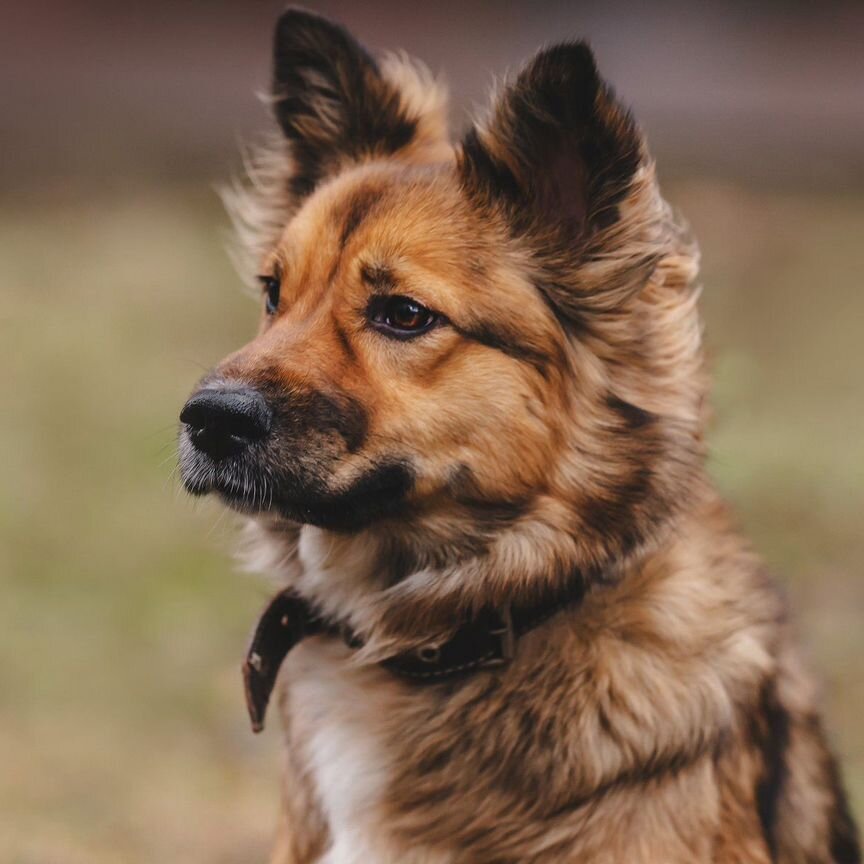 Пичи собака в добрые руки