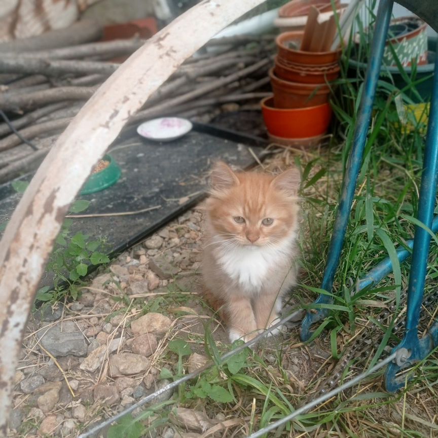 Кошка и котики