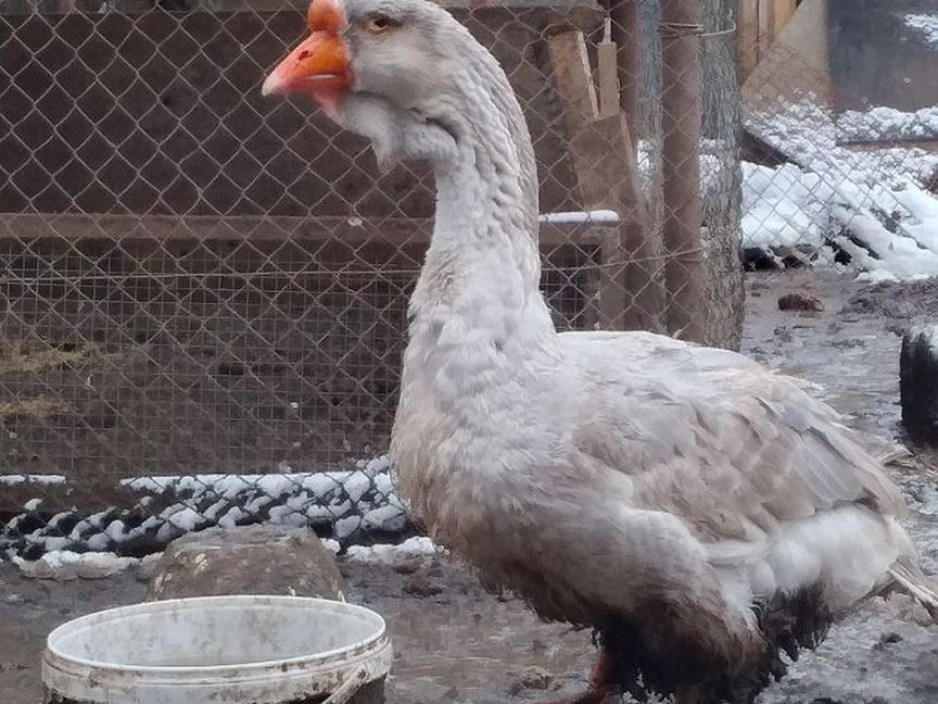 Гусь холмогор