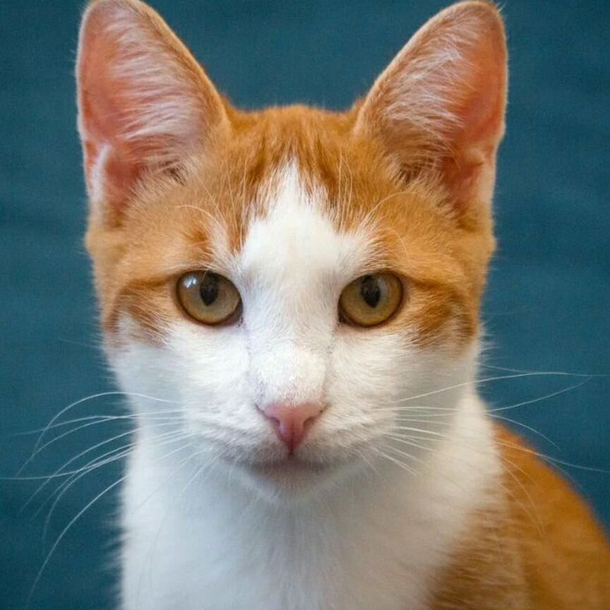 Котенок Лучик 6 мес