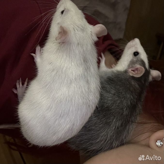 Крыски дамбо с клеткой