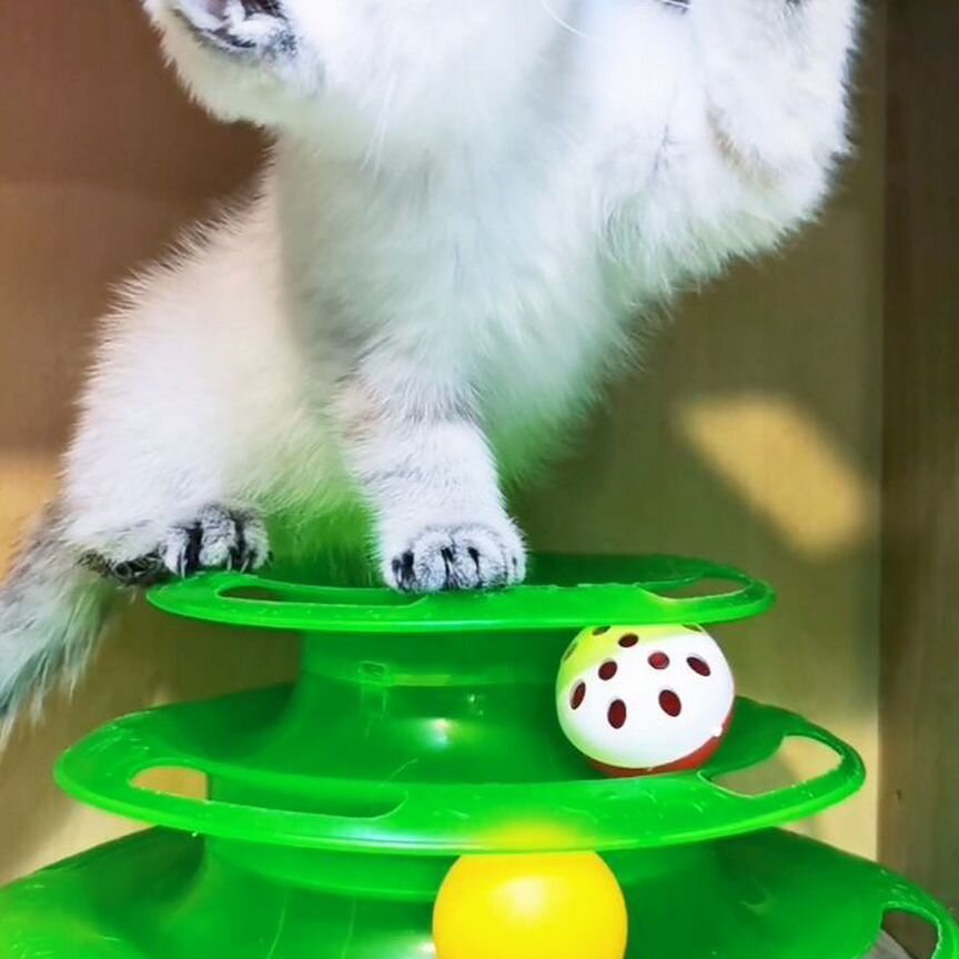 Котенок кошечка с синими глазками