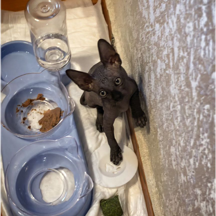 Канадский сфинкс котёнок