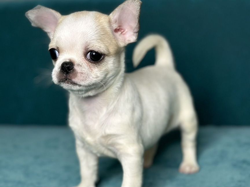 Щенки чихуахуа