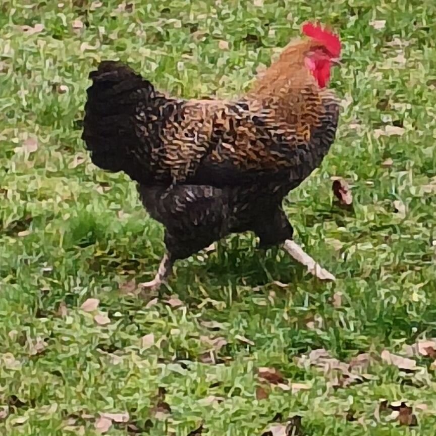 Петух красавец, активный 6 месяцев