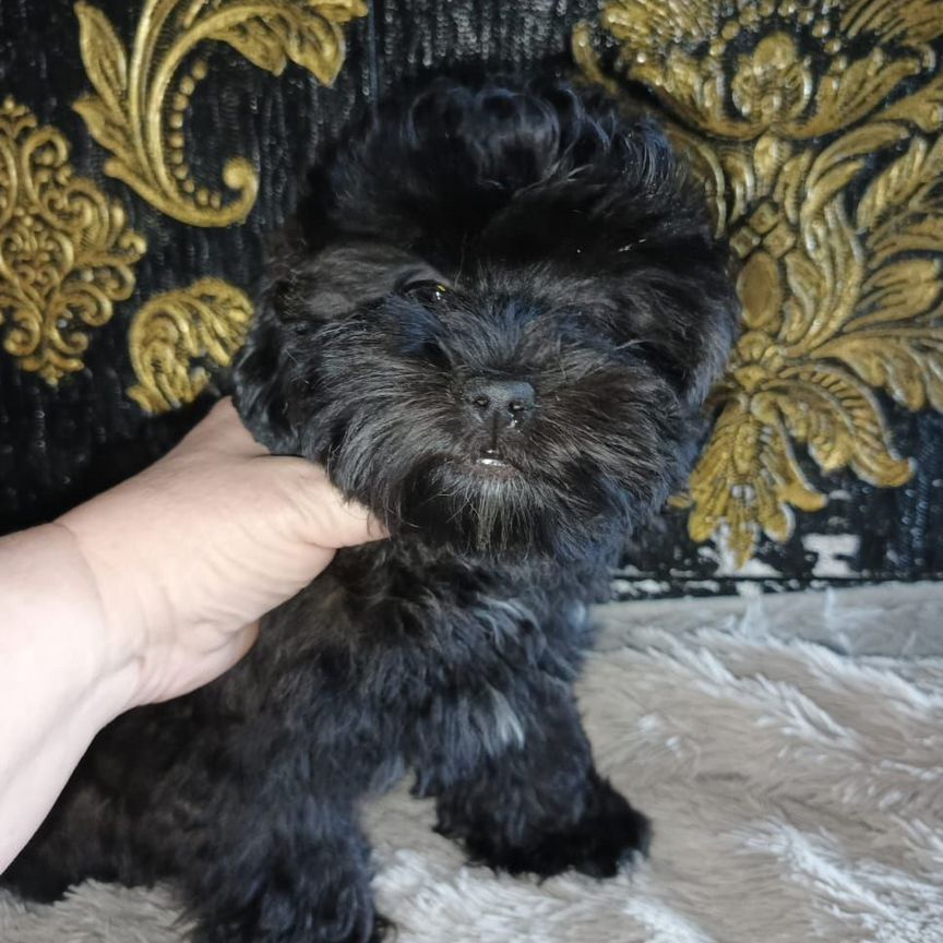 Мультяшечка Ф1 Мия