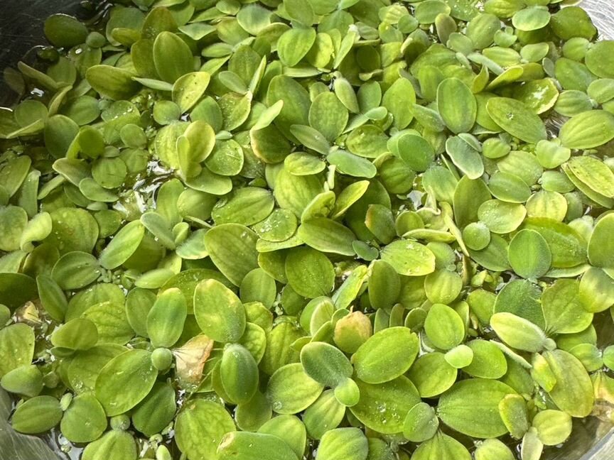 Водоросли Пистия