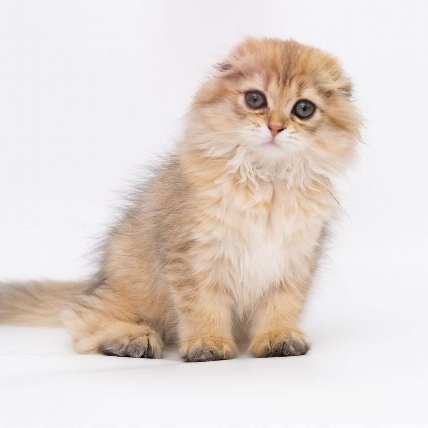 Шотландские котята
