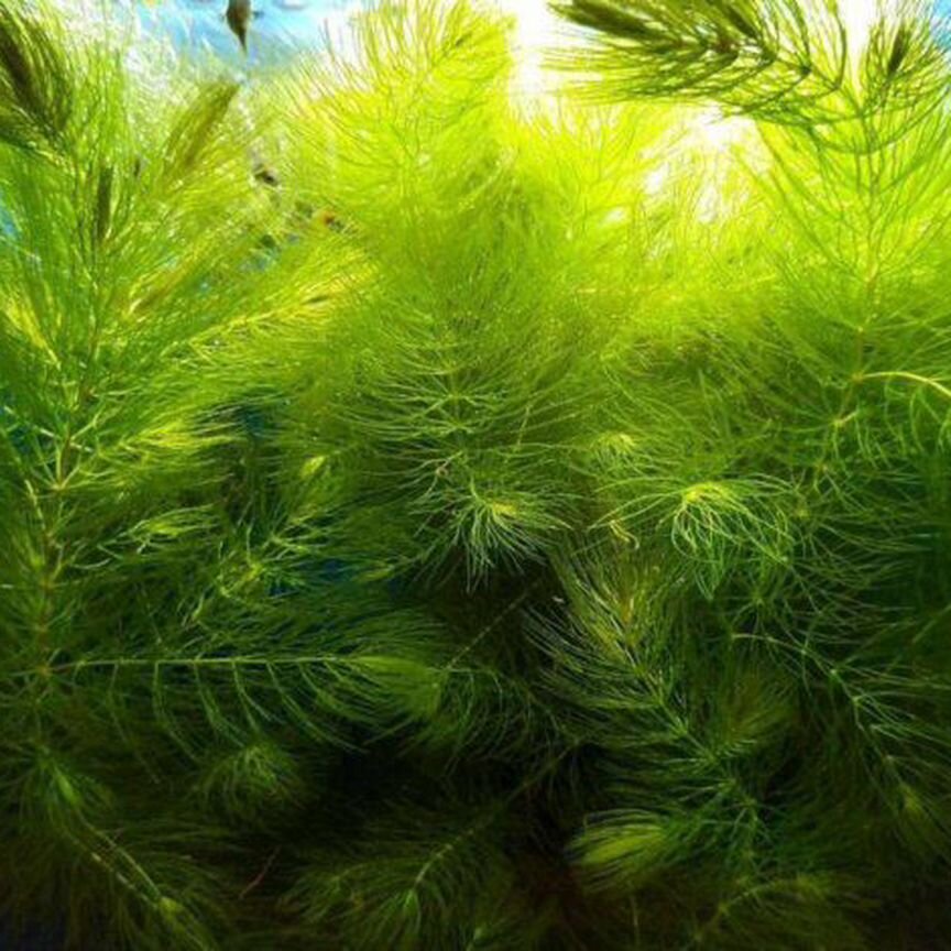 Роголистник бесплатно