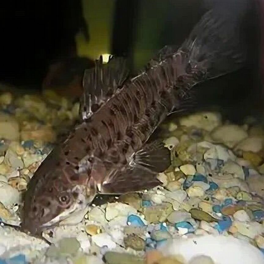 Аквариумные рыбки Торакатум