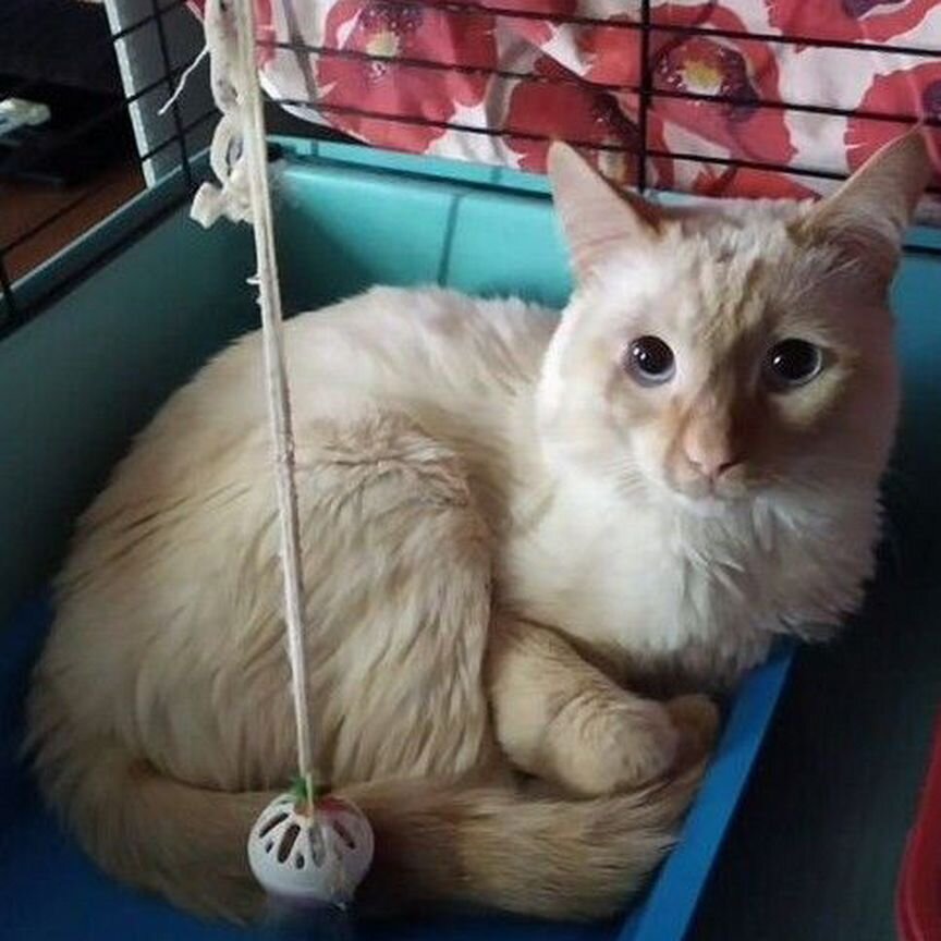 Кот