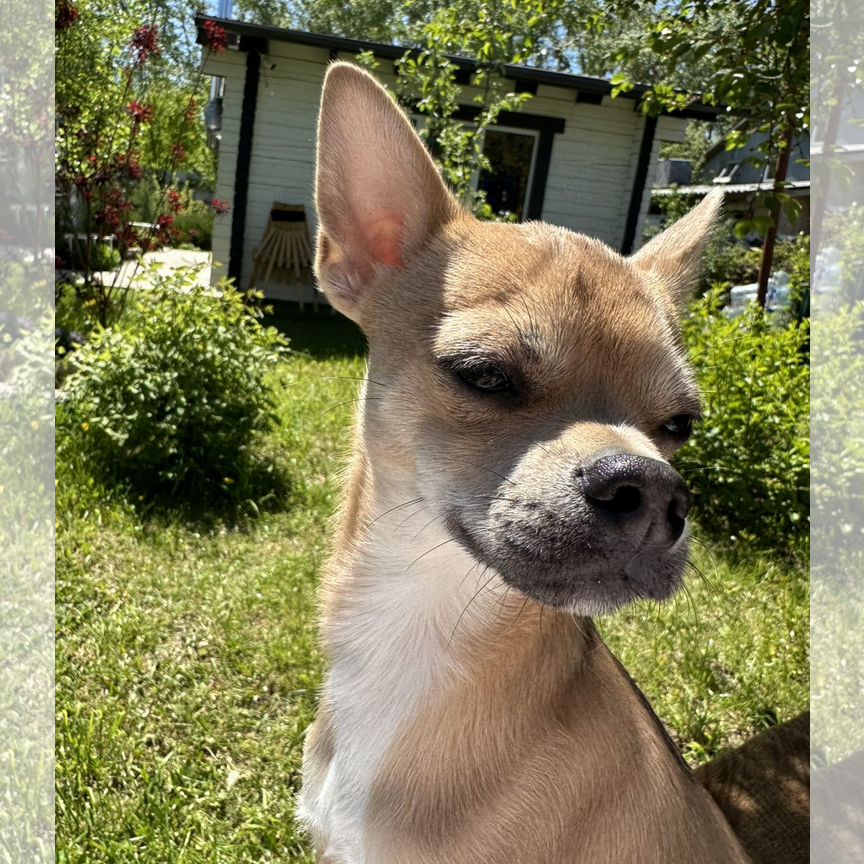 Вязка чихуахуа