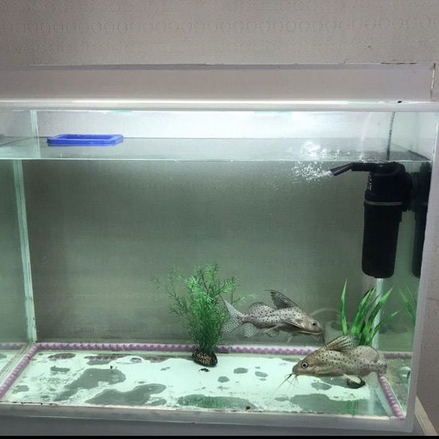 Аквариумные рыбы