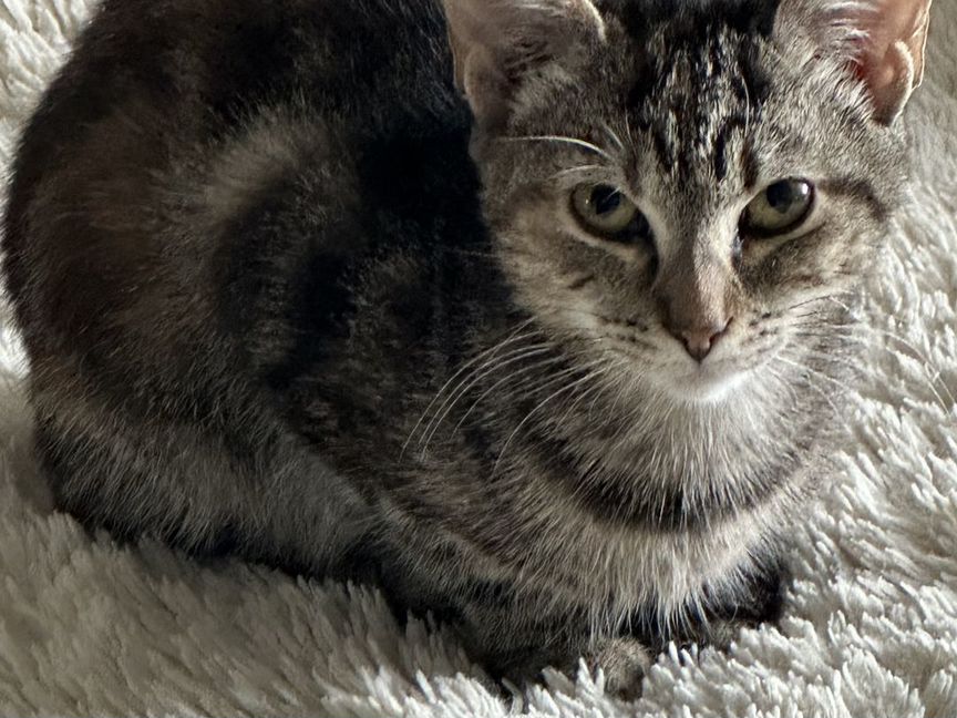 Котенок Кнопка
