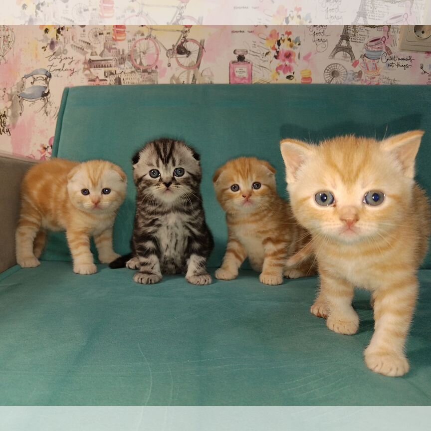 Шотландские котята