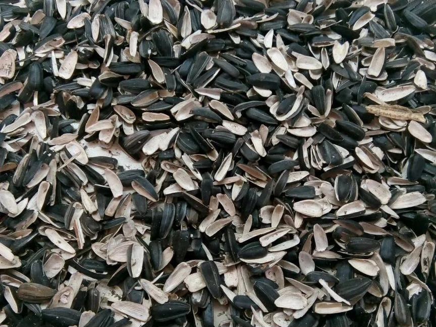 Бесплатно Лузга подсолнечника