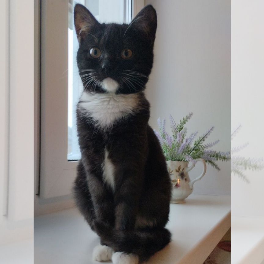 Котёнок в добрые руки