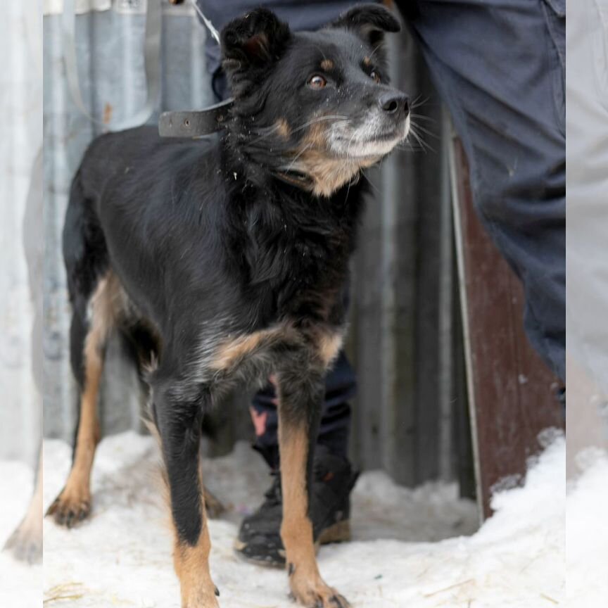 Пёс Бим в добрые руки