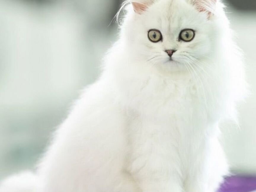 Классическая серебряная шиншилла