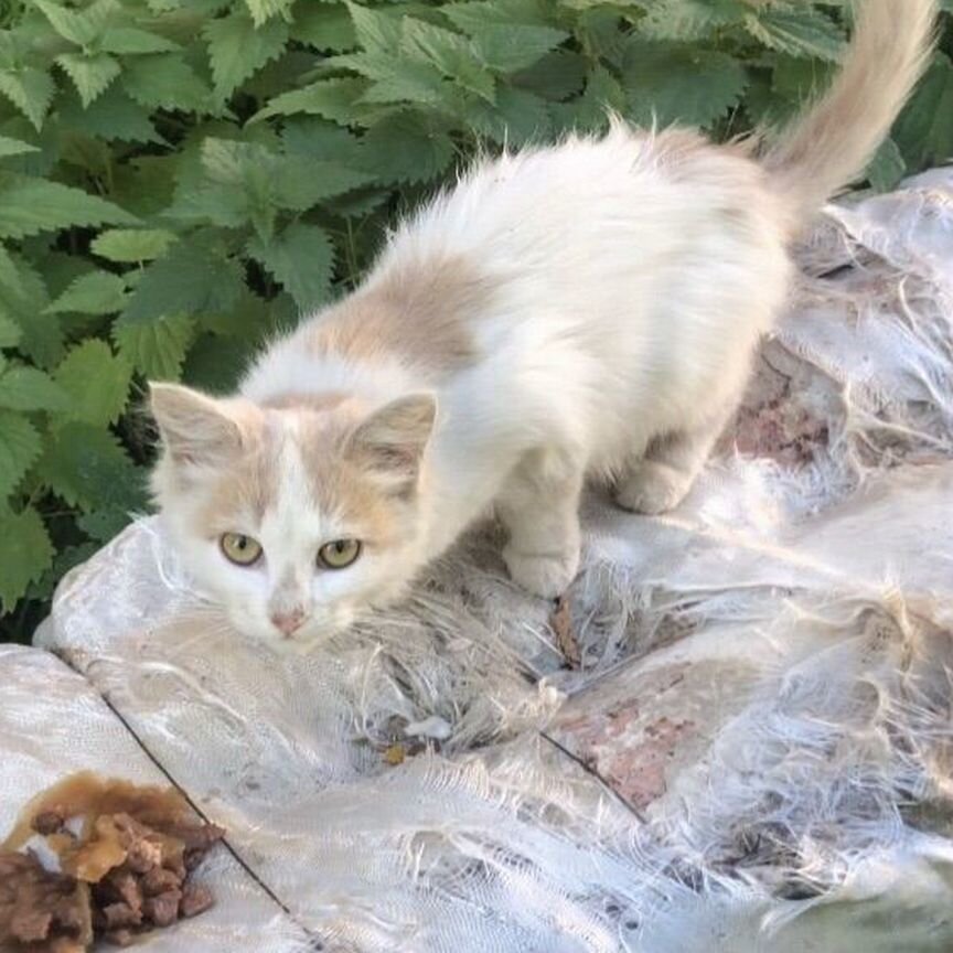 Котенок девочка