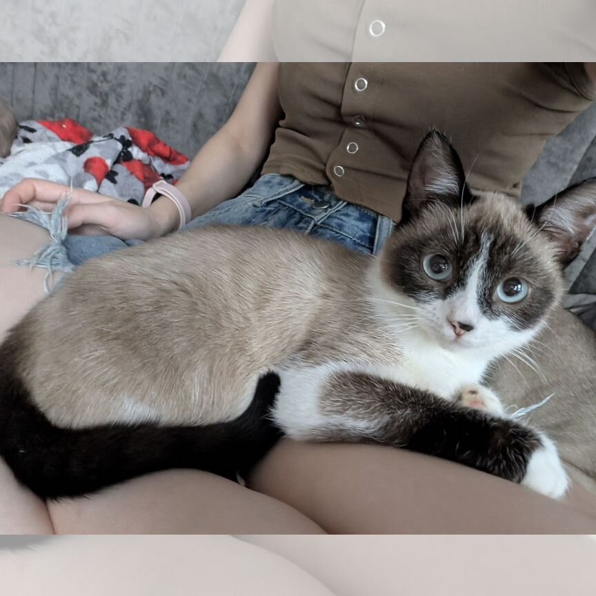 Тайский котёнок