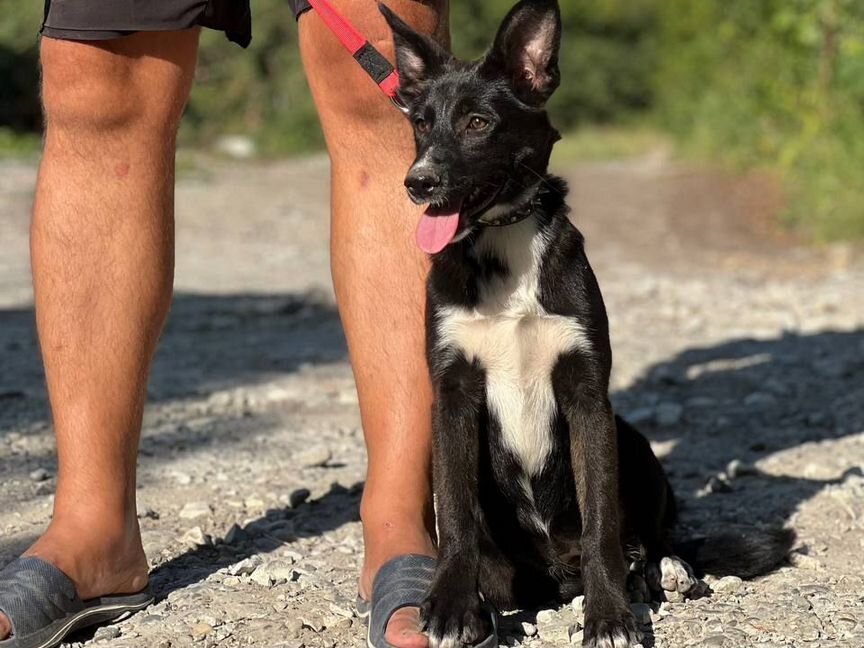 Собаки бесплатно в добрые руки