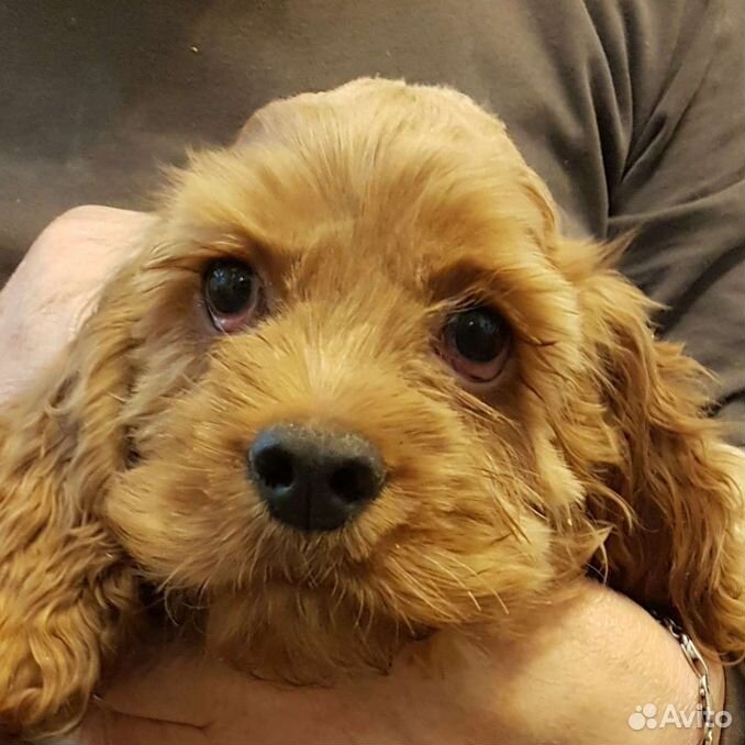 Щенок американский кокер-спаниель