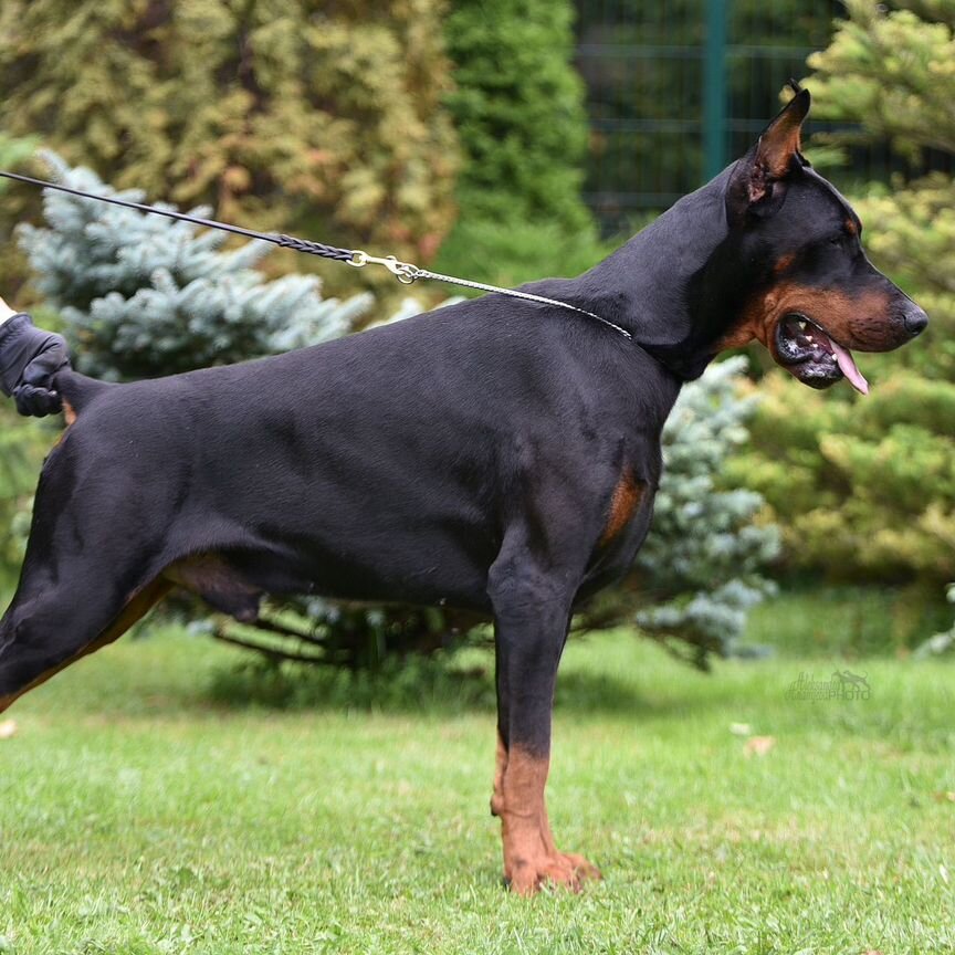 Племенной кобель для вязок