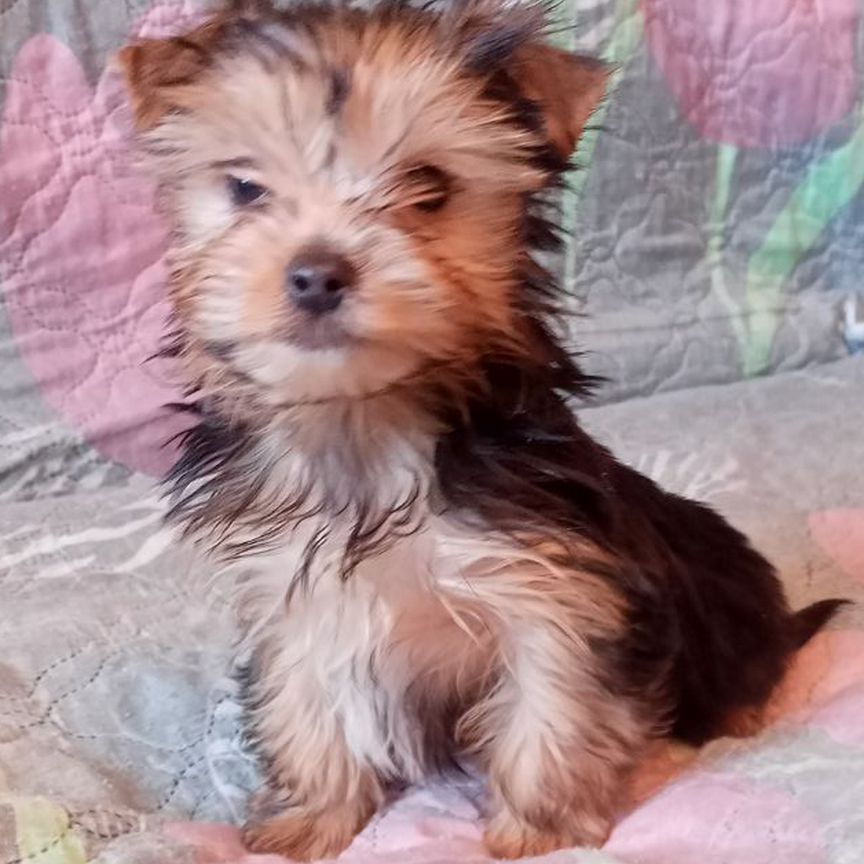 Йоркширский терьер, щенок