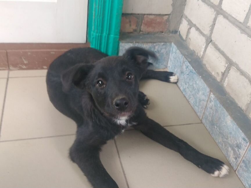 Предлагается щенок. Помесь риджбека