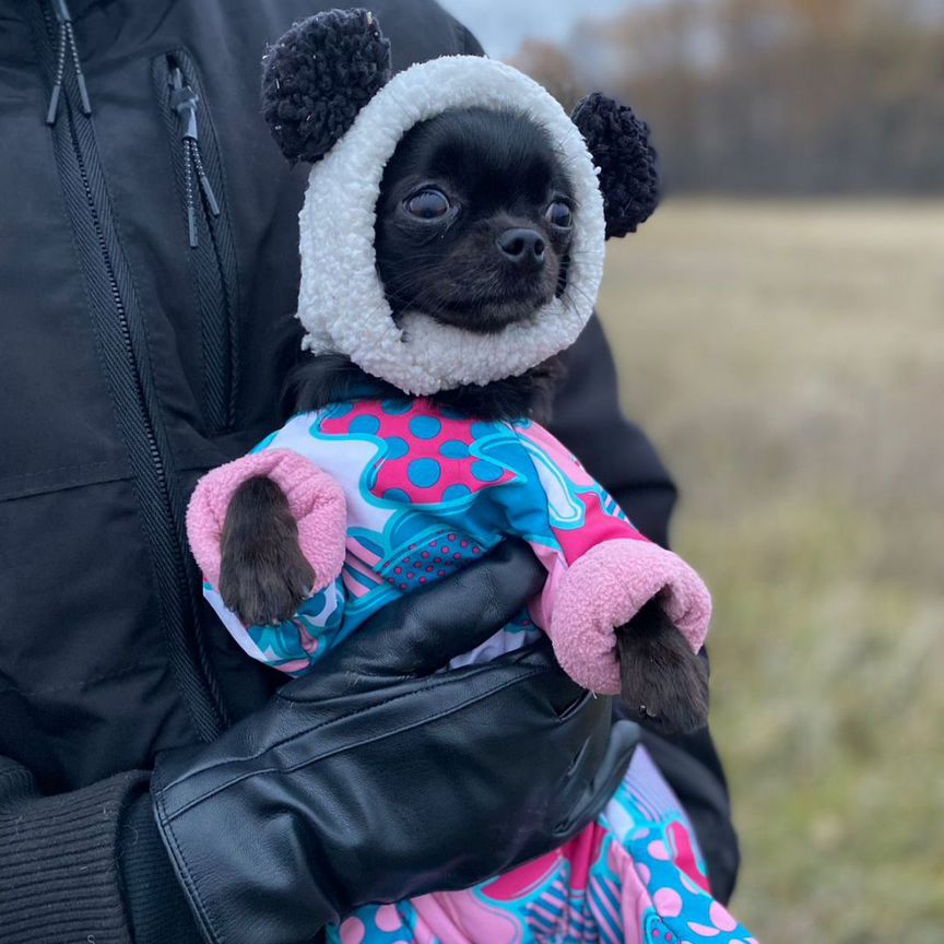Чихуахуа мини девочка