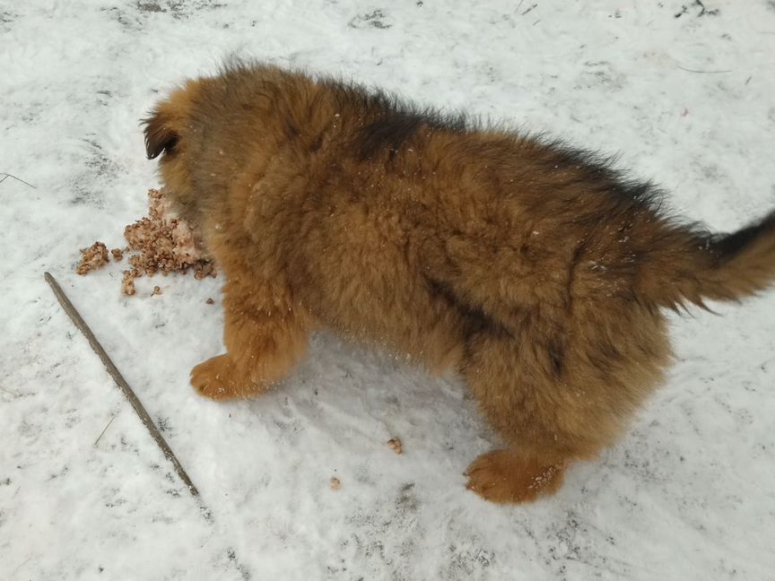 Щенок три месяца в добрыемруки