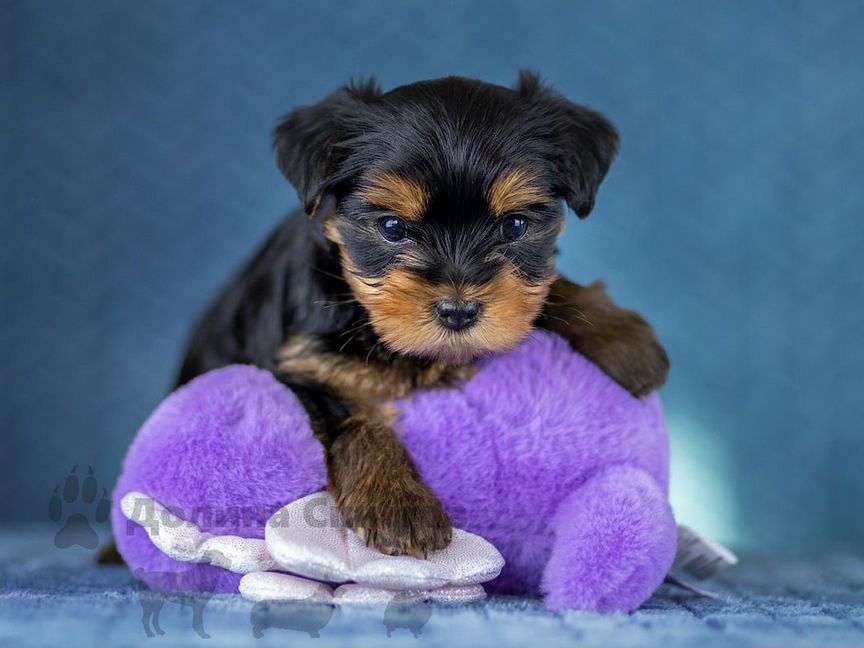Йоркширский терьер мальчик