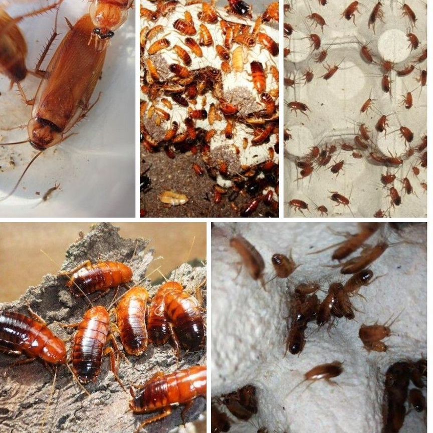 Туркменские тараканы