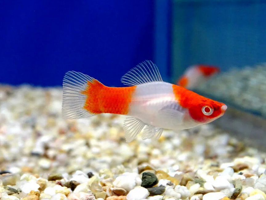 Меченосец кохаку аквариумная рыбка