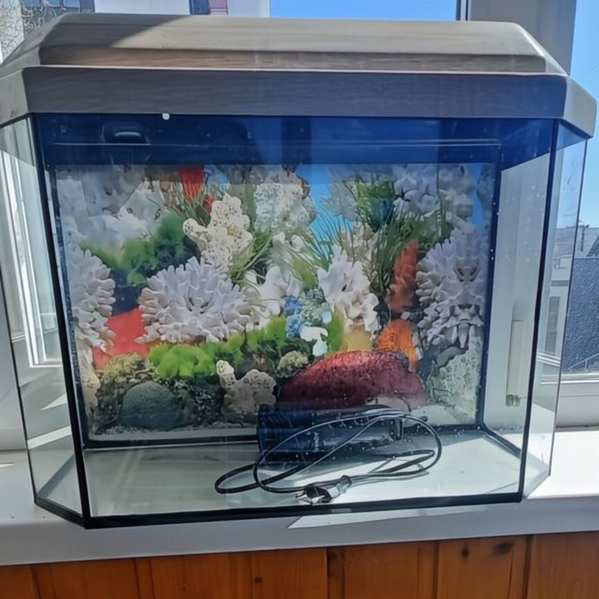 Аквариумные рыбки