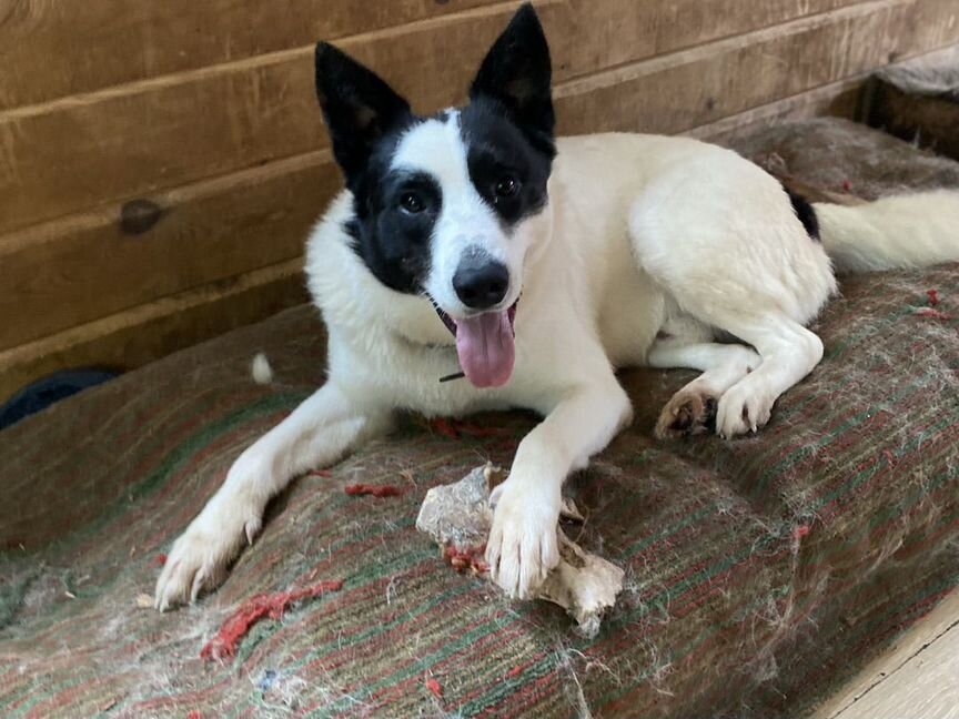 Собака в добрые руки